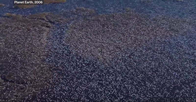 BBC 동물 다큐멘터리가 만들어지는 과정 : 네이버 블로그