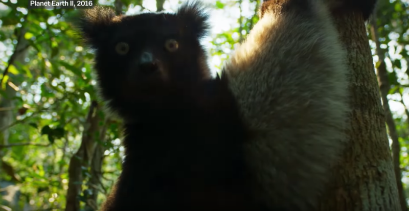 BBC 동물 다큐멘터리가 만들어지는 과정 : 네이버 블로그