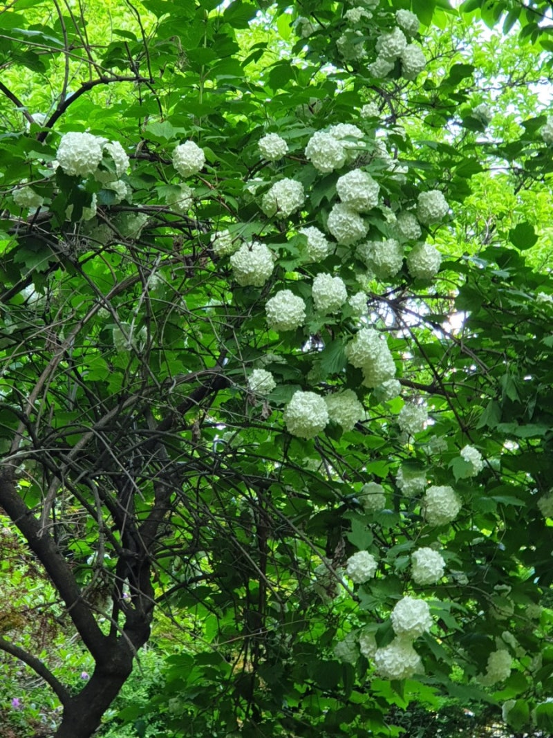 불두화의 전설 : 네이버 블로그