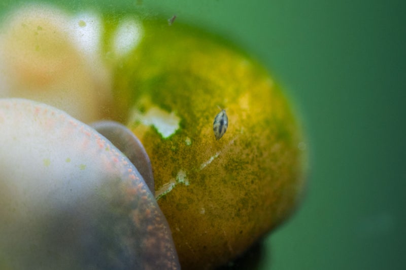 수초항 준비 중 블메 추가 입양소식 : 네이버 블로그