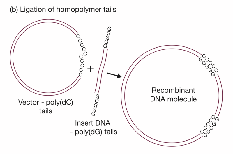 Homopolymer tailing : 네이버 블로그