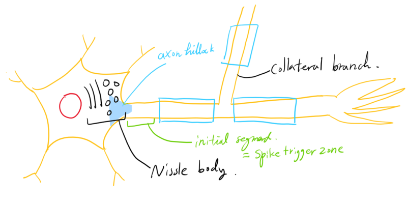 신경조직 nervous tissue : 네이버 블로그