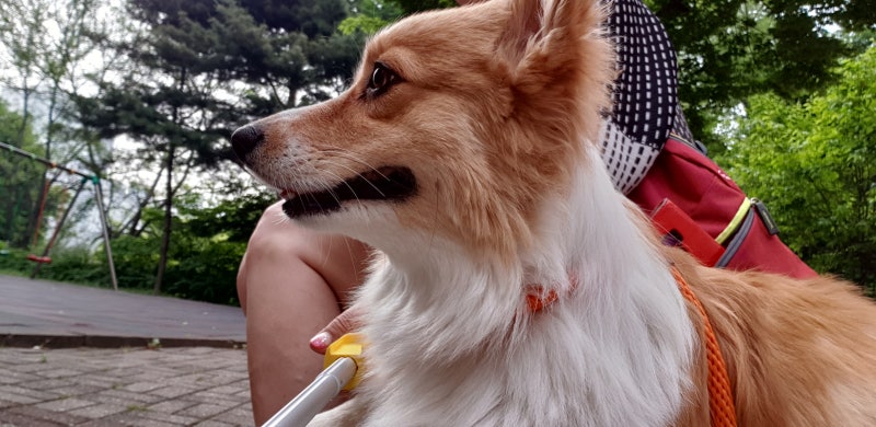 카카오프렌즈 셀카봉 블루투스 리모컨 삼각대 무지캐릭터 넘 귀여워 : 네이버 블로그