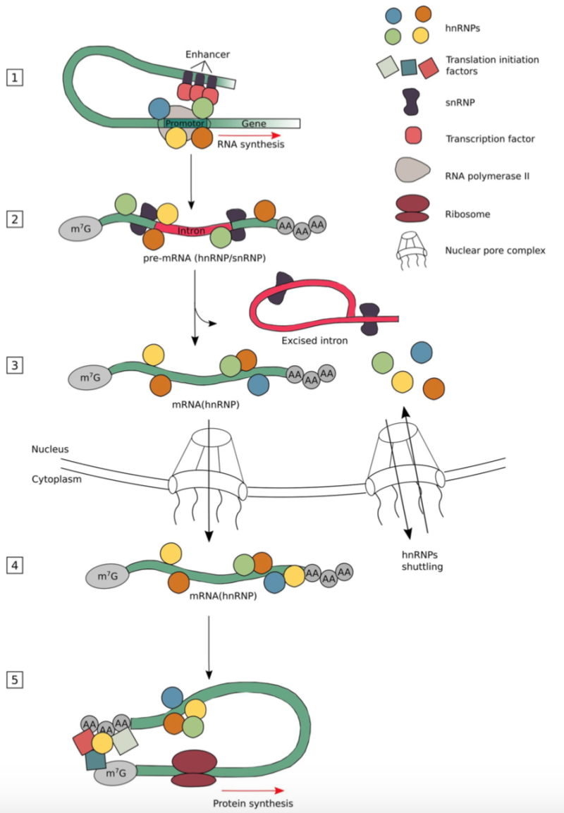 Heterogeneous nuclear ribonucleoproteins (hnRNPs) : 네이버 블로그