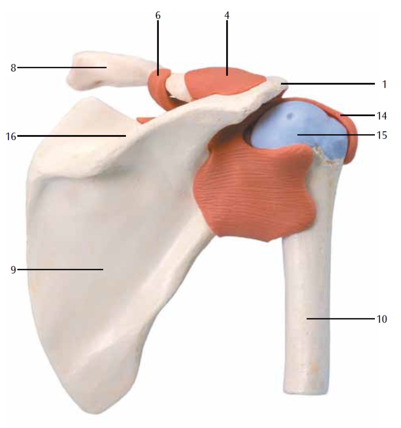 기능형 고관절 모형(fuctional shoulder joint model) : 네이버 블로그