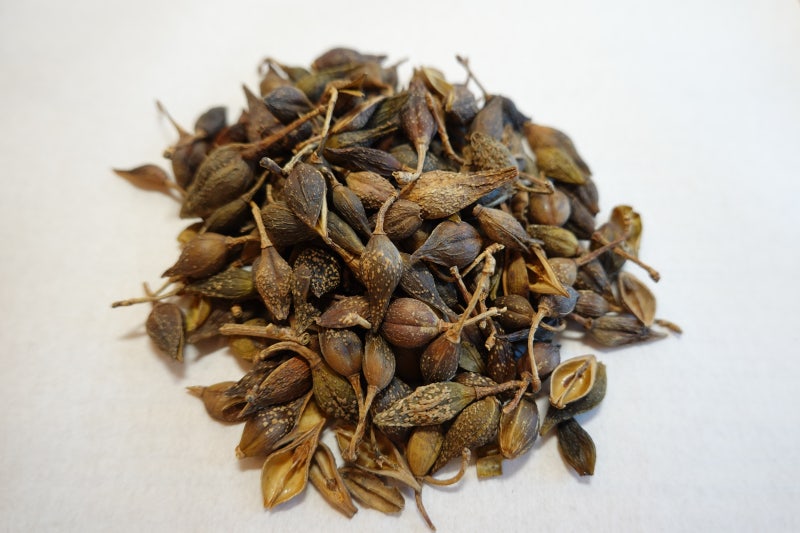 연교 連翹 Forsythiae Fructus : 네이버 블로그