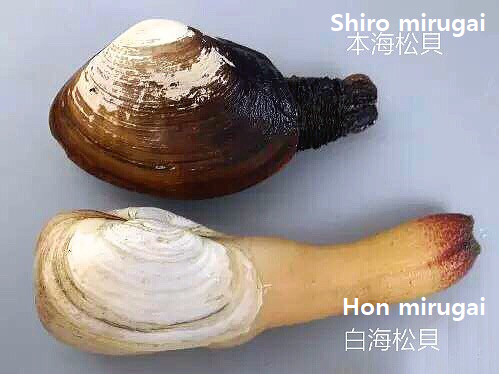 [자연산회] 진해 속천위판장, 코끼리조개, 미루가이, 왕우럭조개 : 네이버 블로그