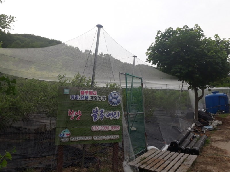 방조망 청양친환경블루베리 청양블루베리 블루베리농장 네이버 블로그