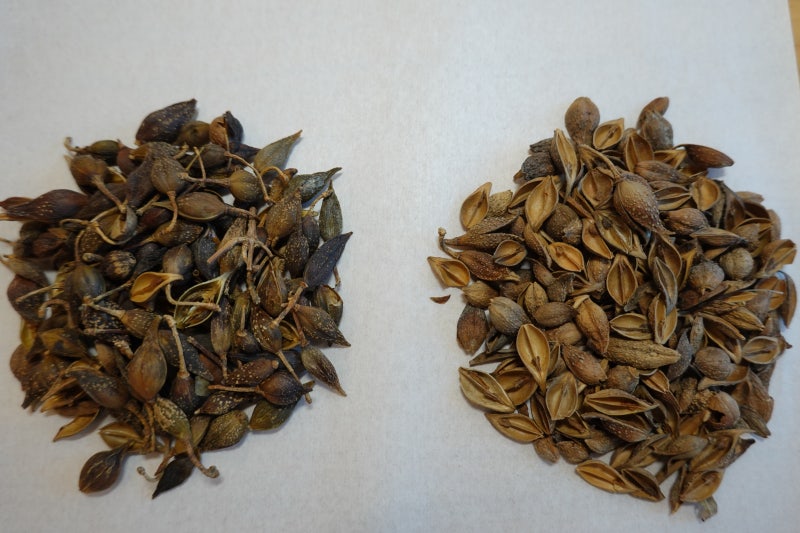 연교 連翹 Forsythiae Fructus : 네이버 블로그