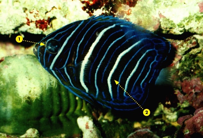 Marine Velvet Disease, Amyloodiniosis, Oodinium (Amyloodinium ocellatum ...