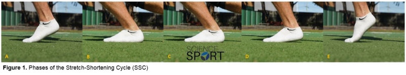 신전-단축 주기 (stretch-shortening cycle)란 무엇인가? (part 1) : 네이버 블로그