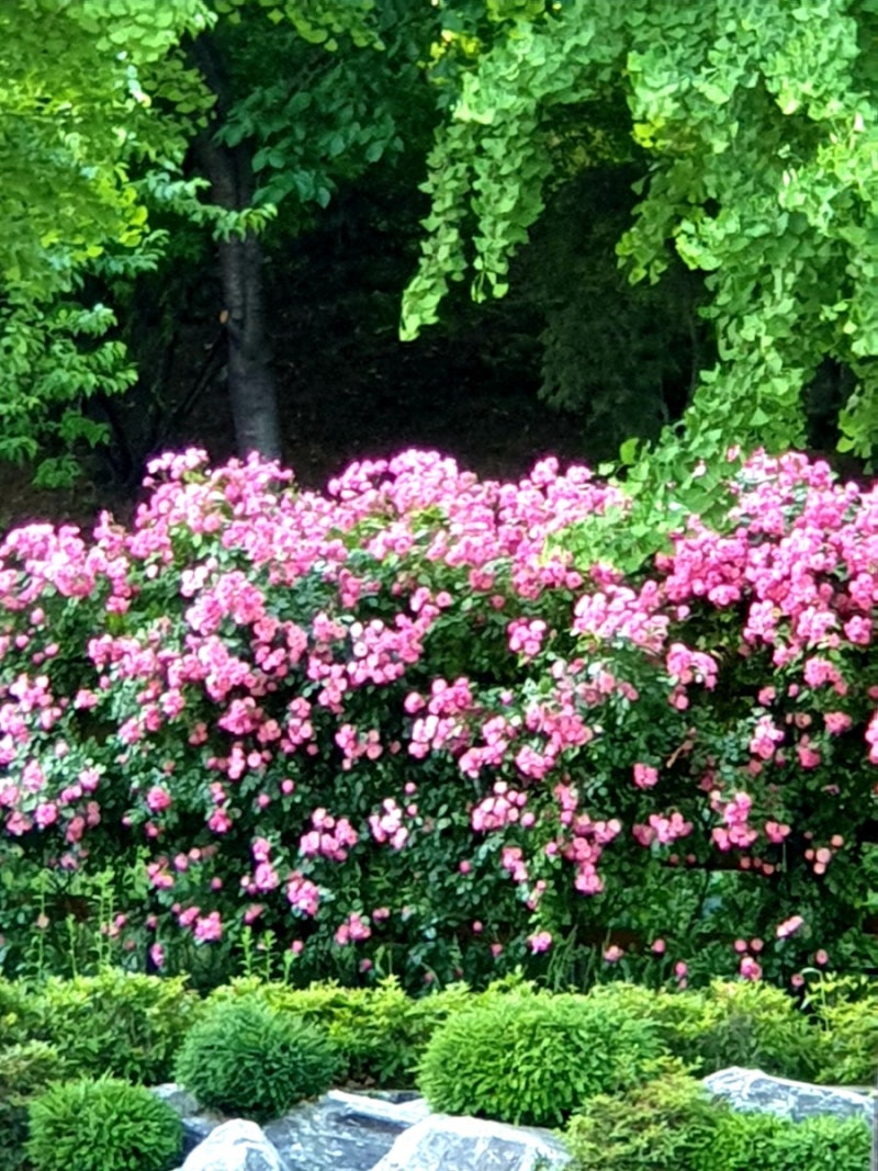 들장미 : 네이버 블로그