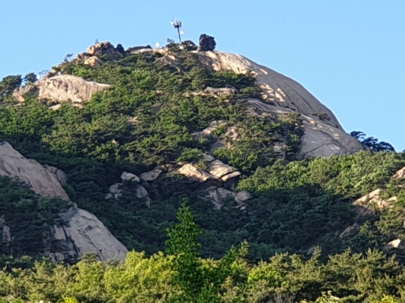 들장미 : 네이버 블로그