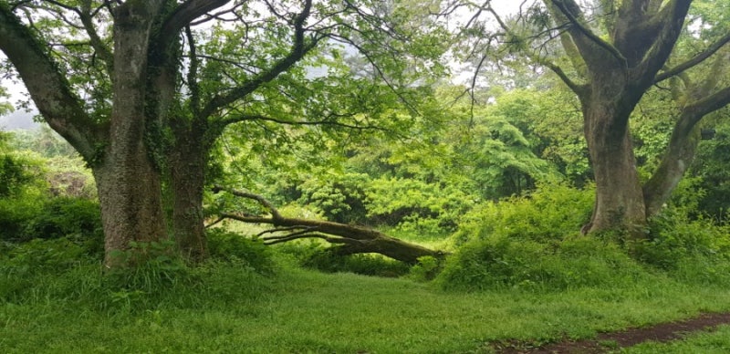 아라 삼의악 트레킹코스/삼의악오름.삼의봉.새미오름 : 네이버 블로그