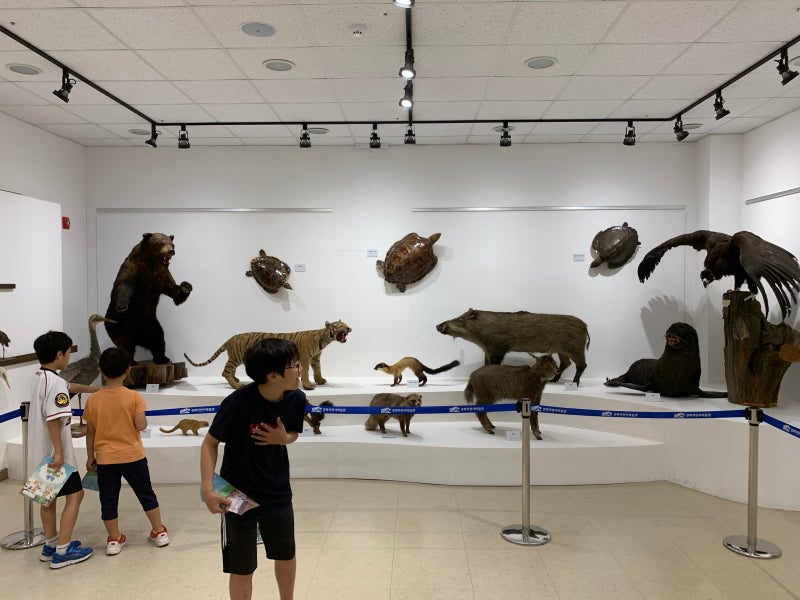 강화도 여행강화 역사박물관 강화 자연사박물관 강화 고인돌공원 네이버 블로그