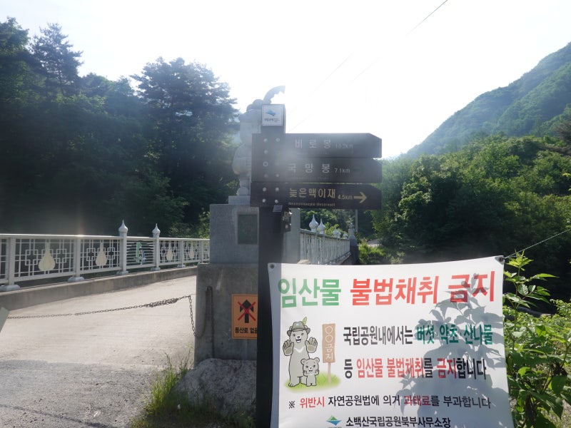 소백산등산코스 어의곡 늦은맥이재 상월봉 국망봉 비로봉 왕복 어의곡삼거리 어의곡 환종주 산행 네이버 블로그