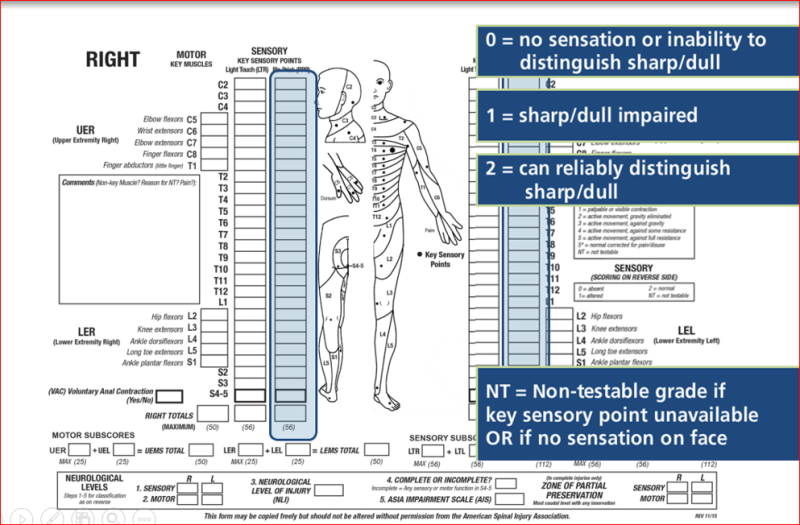 ISNCSCI 쉽게 이해하기(ASIA scale) - #3 Sensory, Motor level & NLI of SCI ...