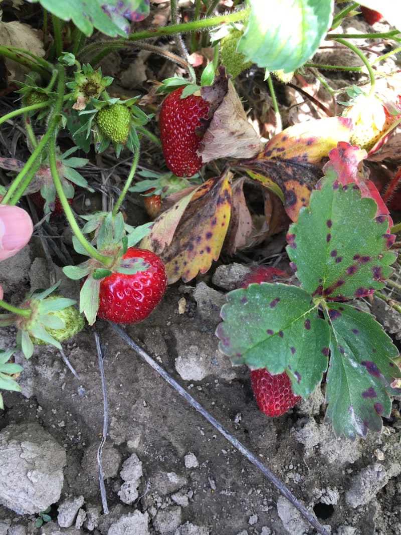 [시애틀]Carnation strawberry farm 딸기농장방문 : 네이버 블로그