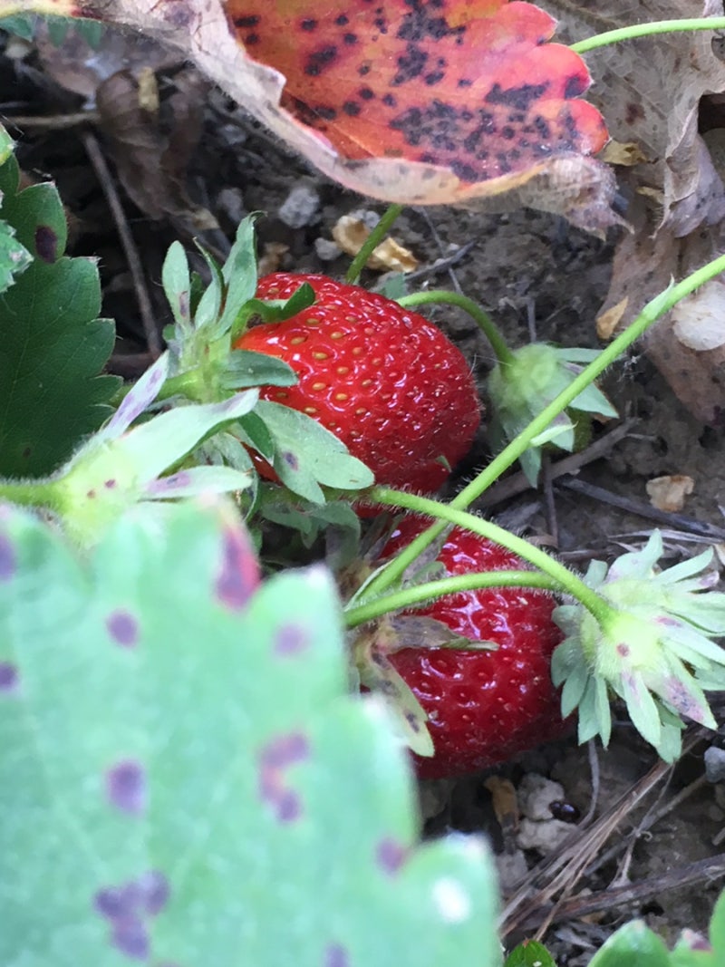 [시애틀]Carnation strawberry farm 딸기농장방문 : 네이버 블로그