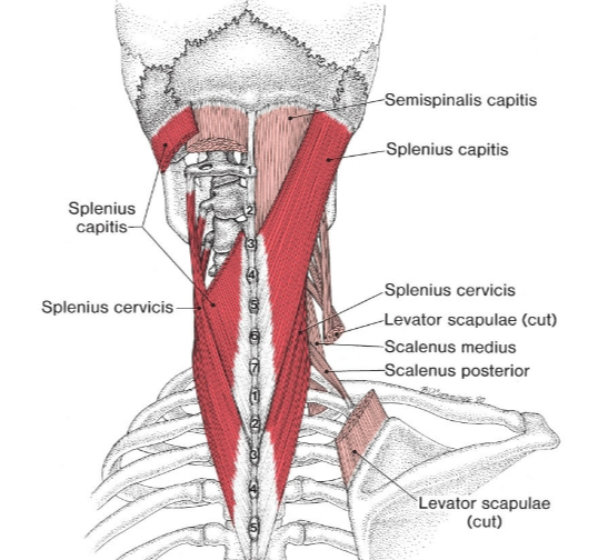 Splenius Cervicis Pain