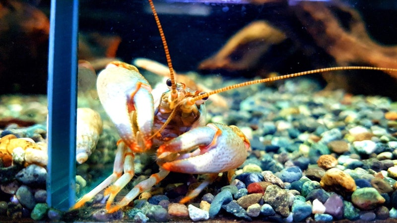 반지가재 [Orconectes neglectus] : 네이버 블로그