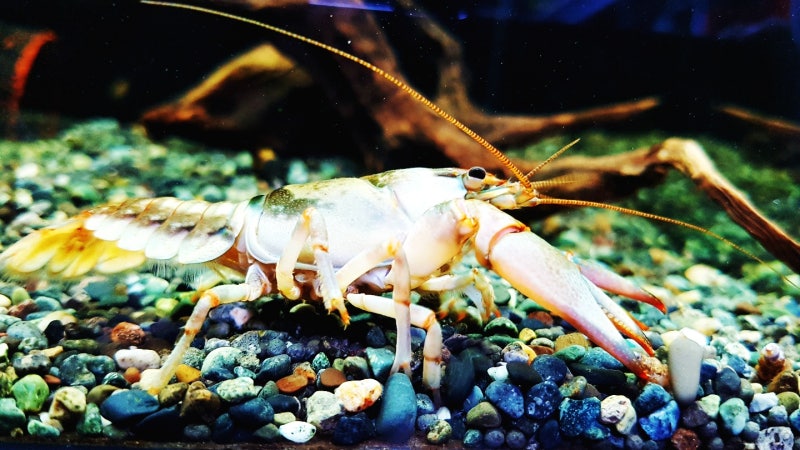 반지가재 [Orconectes neglectus] : 네이버 블로그