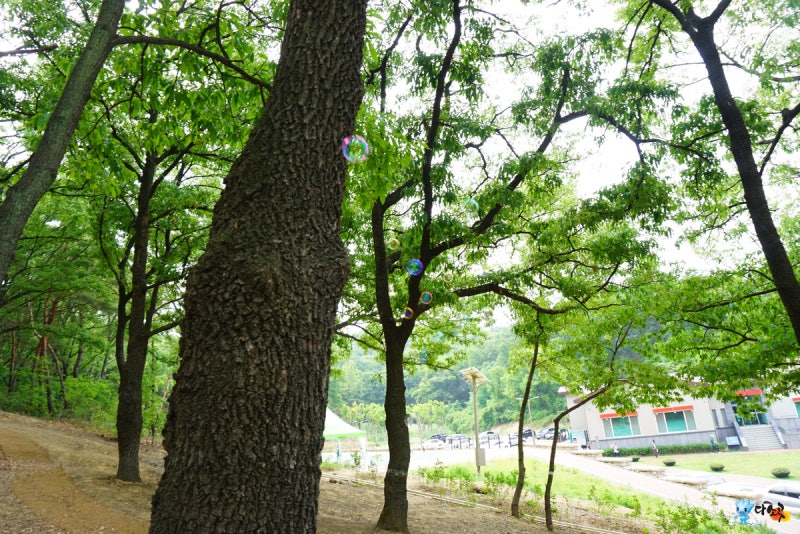대구 아이와 가볼만한 곳 자연 속 무학산유아숲체험원에서 뛰어놀아요 네이버 블로그