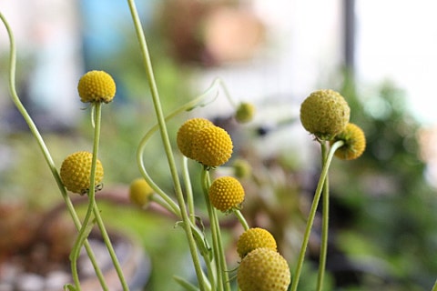 [4년 전 오늘] 소재 이야기 - Cephalophora aromatica 세팔라포라 아로마티카 /유통명 파인애플 세이지 ...