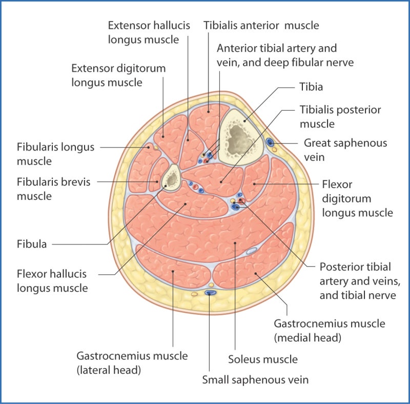 Extensor hallucis longus(EHL) and extensor digitorum longus(EDL) muscle ...