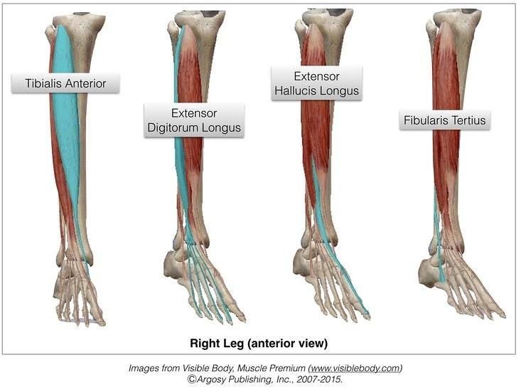 Extensor hallucis longus(EHL) and extensor digitorum longus(EDL) muscle ...