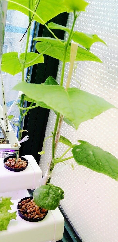 아파트 베란다 텃밭 채소 키우기 상추 수경재배 네이버 블로그