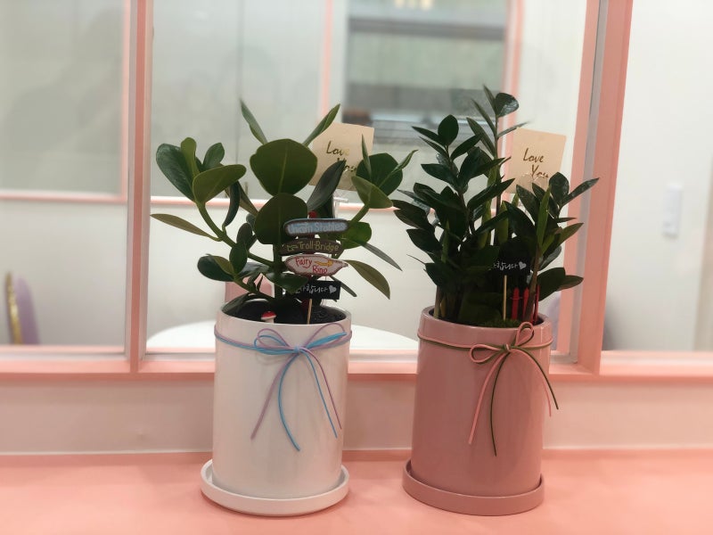 동탄화분배달 동탄식물 동탄꽃집 동탄2신도시 예쁜꽃집 블루미미플라워 동탄2꽃집 개업화분 집들이선물 입주축하 승진 화환 동탄2화분