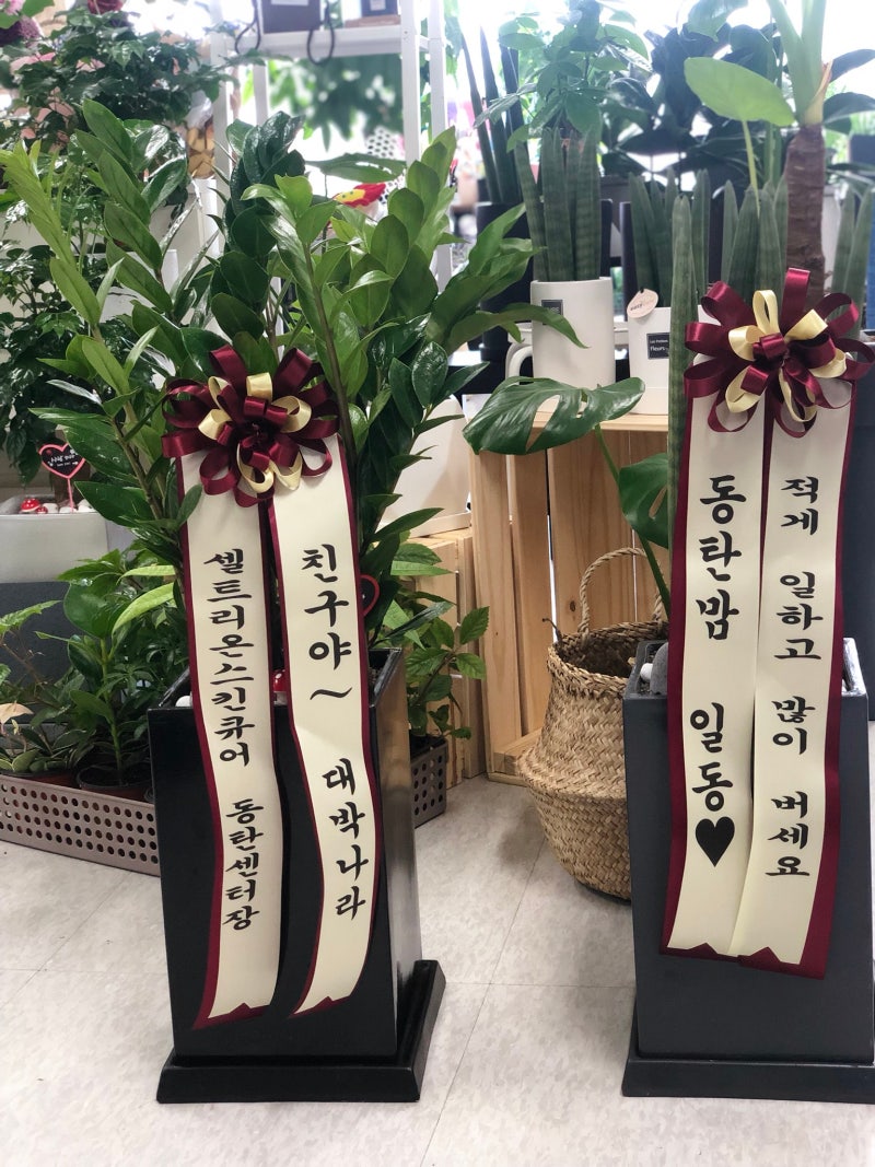 동탄화분배달 동탄식물 동탄꽃집 동탄2신도시 예쁜꽃집 블루미미플라워 동탄2꽃집 개업화분 집들이선물 입주축하 승진 화환 동탄2화분