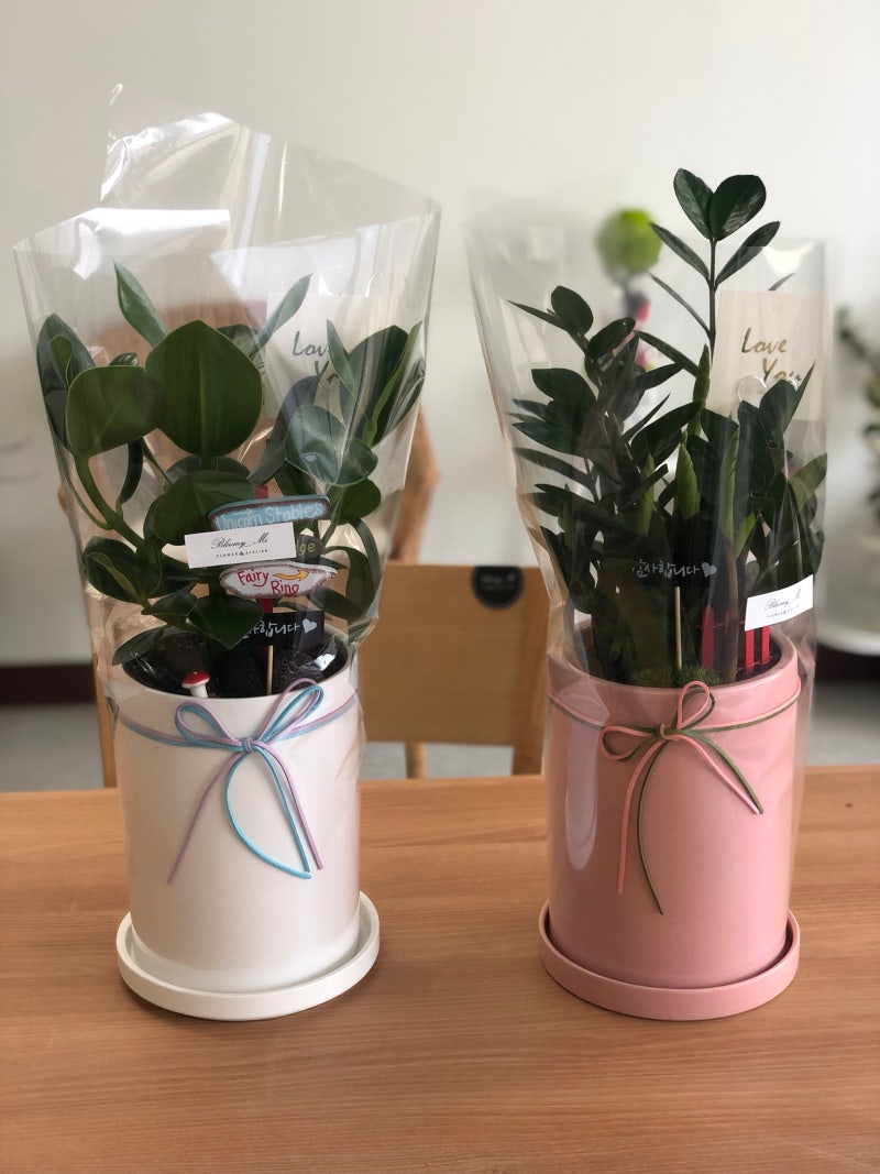 동탄화분배달 동탄식물 동탄꽃집 동탄2신도시 예쁜꽃집 블루미미플라워 동탄2꽃집 개업화분 집들이선물 입주축하 승진 화환 동탄2화분