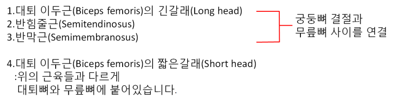 햄스트링오금hamstring부상 원인과 증상•질병의 예방은 조금 더 아는 지식입니다 네이버 블로그