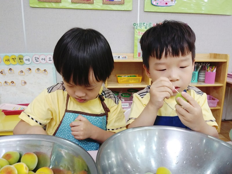 덕양구 행신동 유치원 호수유치원 요리활동 매실청 담그기 네이버 블로그