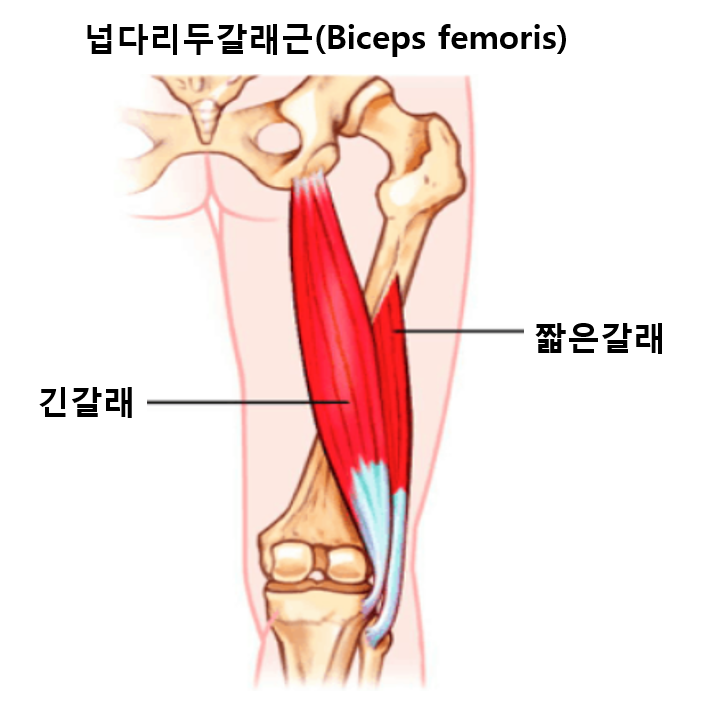 햄스트링오금hamstring부상 원인과 증상•질병의 예방은 조금 더 아는 지식입니다 네이버 블로그