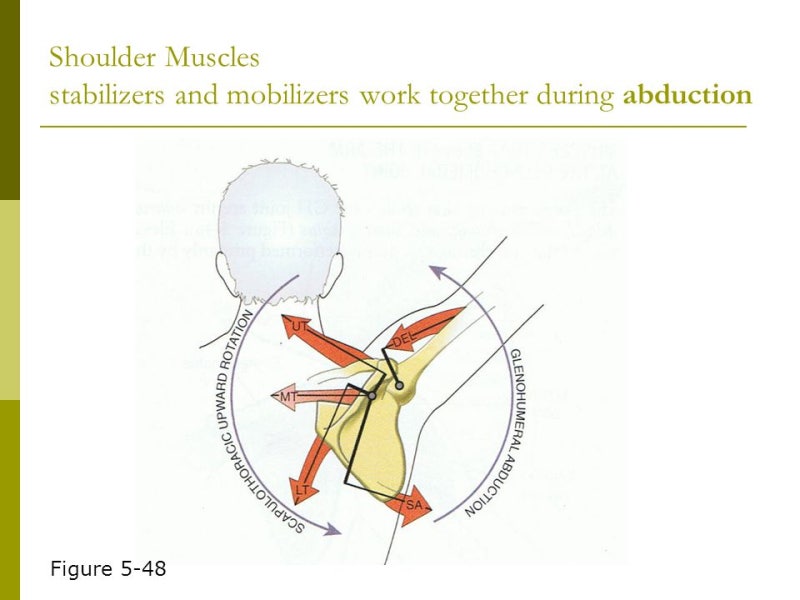 뉴만 Kinesiology 5장 : 네이버 블로그