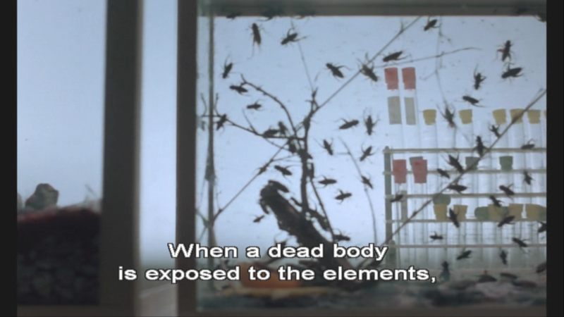페노미나 (Phenomena, Creepers, 1985) -1 (혐오 주의) : 네이버 블로그