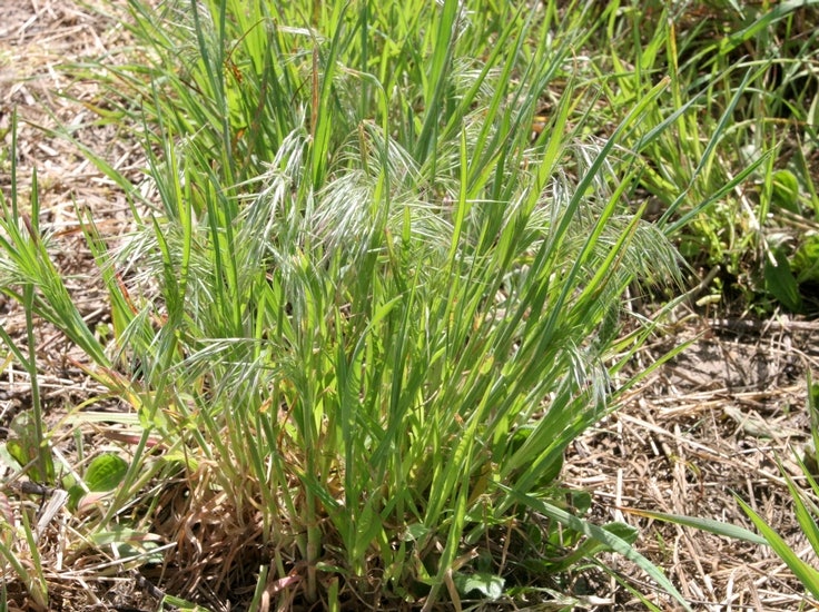 잡초 이름 종류와 구별 3/3 : 네이버 블로그