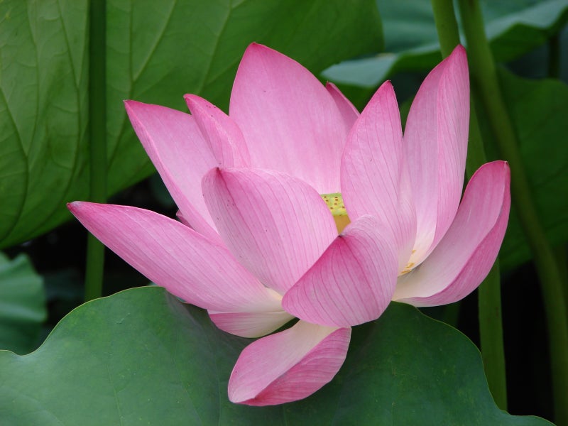 시흥 연꽃테마파크(Siheung Lotus Flower Theme Park) [관곡지, 官谷池] : 네이버 블로그