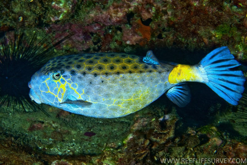 [코랄 피쉬] 박스 피쉬 (Box fish - 거북복) : 네이버 블로그