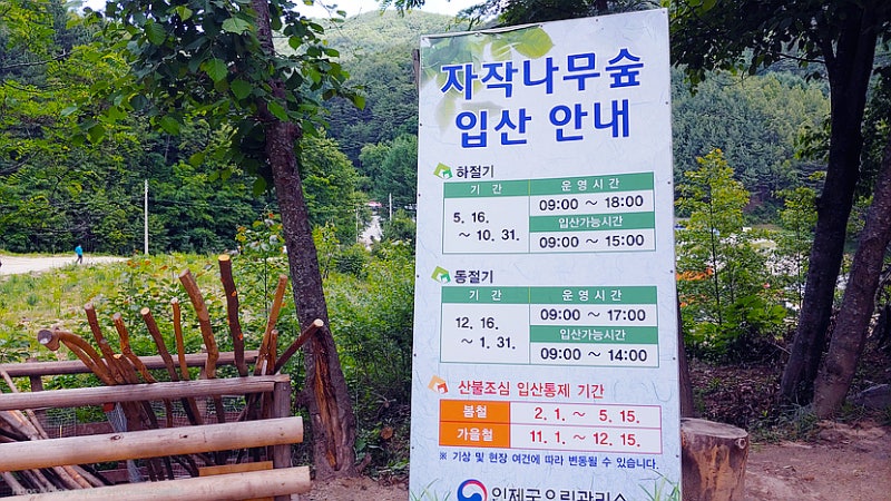 강원도 여름 여행 인제 원대리 자작나무 숲길을 걸으며 네이버 블로그