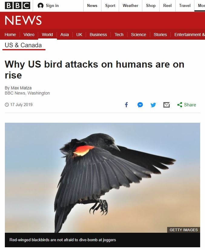 Why US bird attacks on humans are on rise 인간을 공격하는 새들이 급증하는 이유 : 네이버 블로그