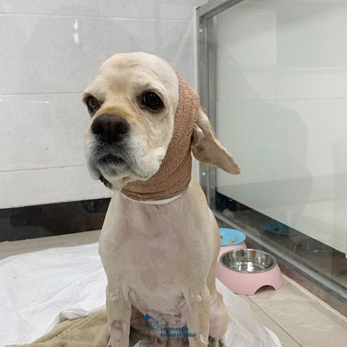 강아지 외이염,귀 종괴 제거술, 우측 전이도적출술(TECA) [울산 이승진동물병원] : 네이버 블로그