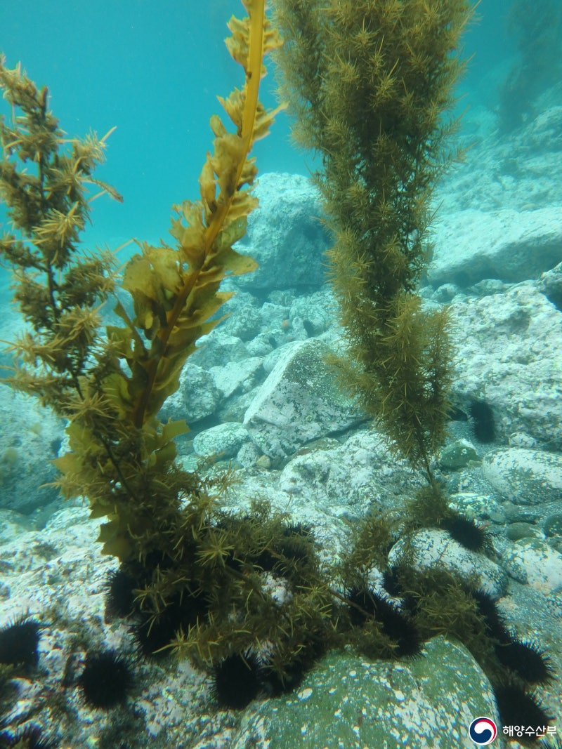 해양생물 다양성을 회복해, 우리 바다 독도를 지켜요! : 네이버 블로그