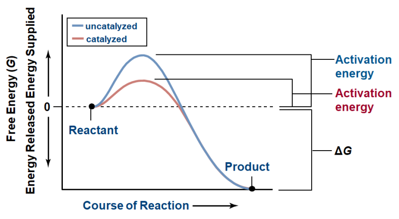 Biology (생명과학) - Energy metabolism : 네이버 블로그