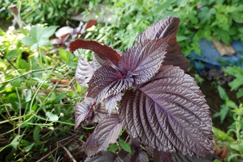 소자 蘇子 Perillae Fructus : 네이버 블로그