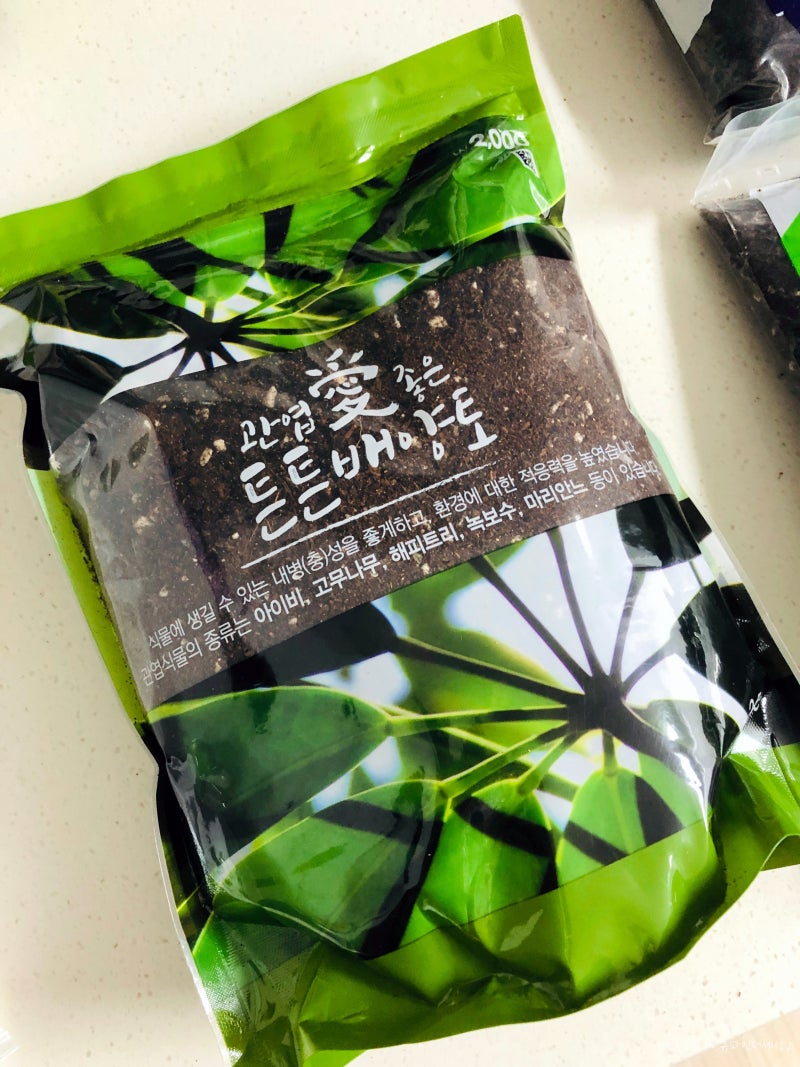 집에서 대파뿌리씨앗 대파키우기 Feat일주일 후기 네이버 블로그