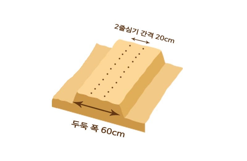채소텃밭가꾸기 당근키우기 네이버 블로그